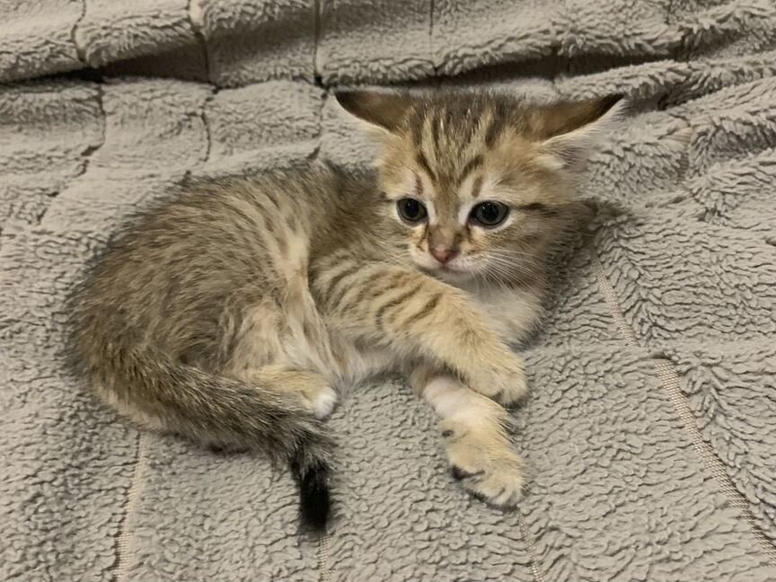 Котята в добрые руки бесплатно мальчик