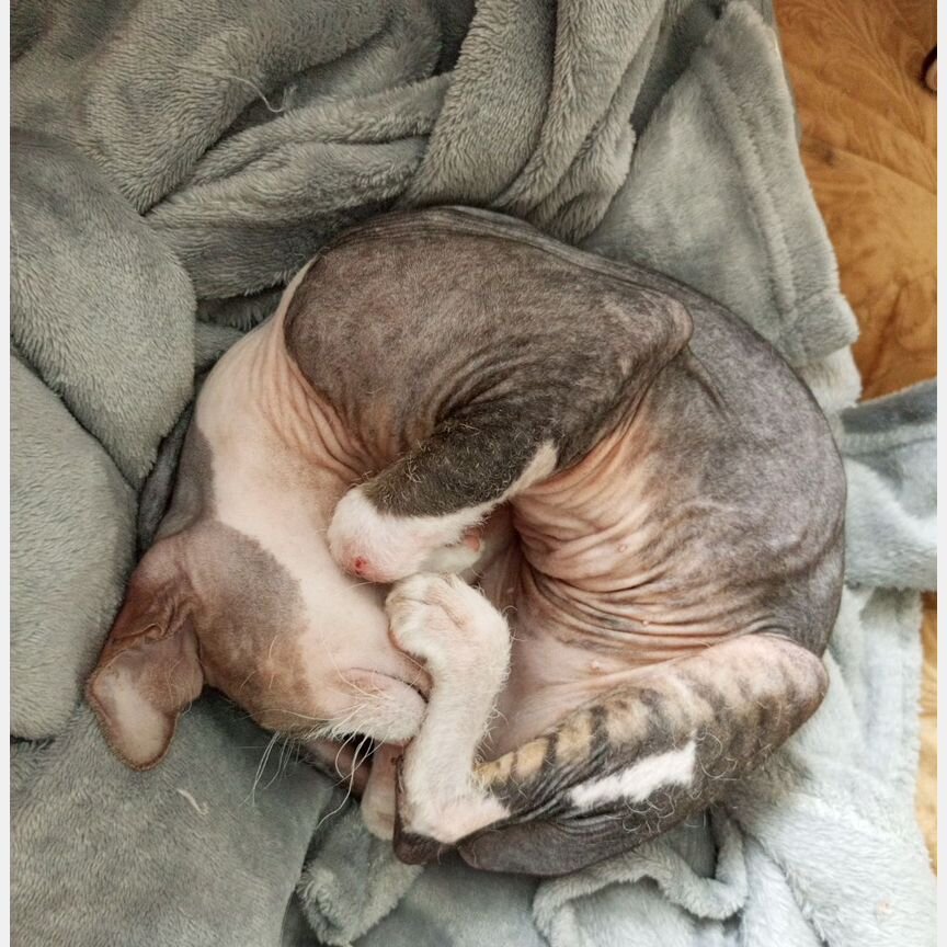 Кот сфинкс