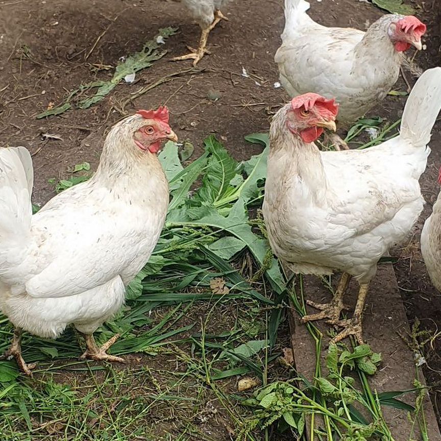 Куры несушки легорн