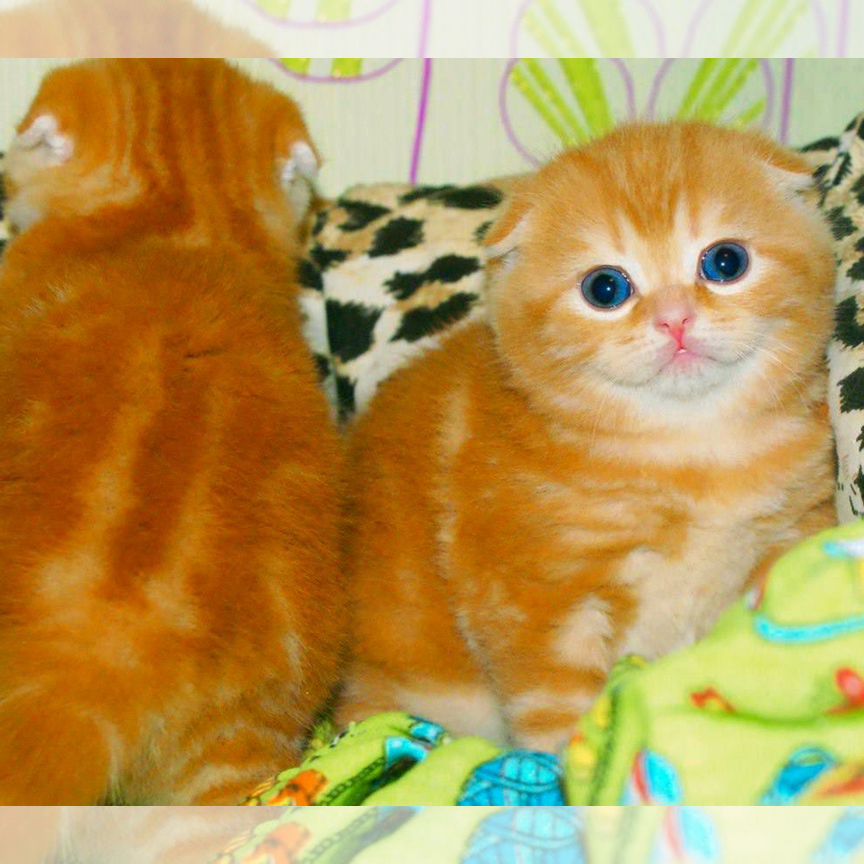 Ярко рыжие и персиковые шотландские котята