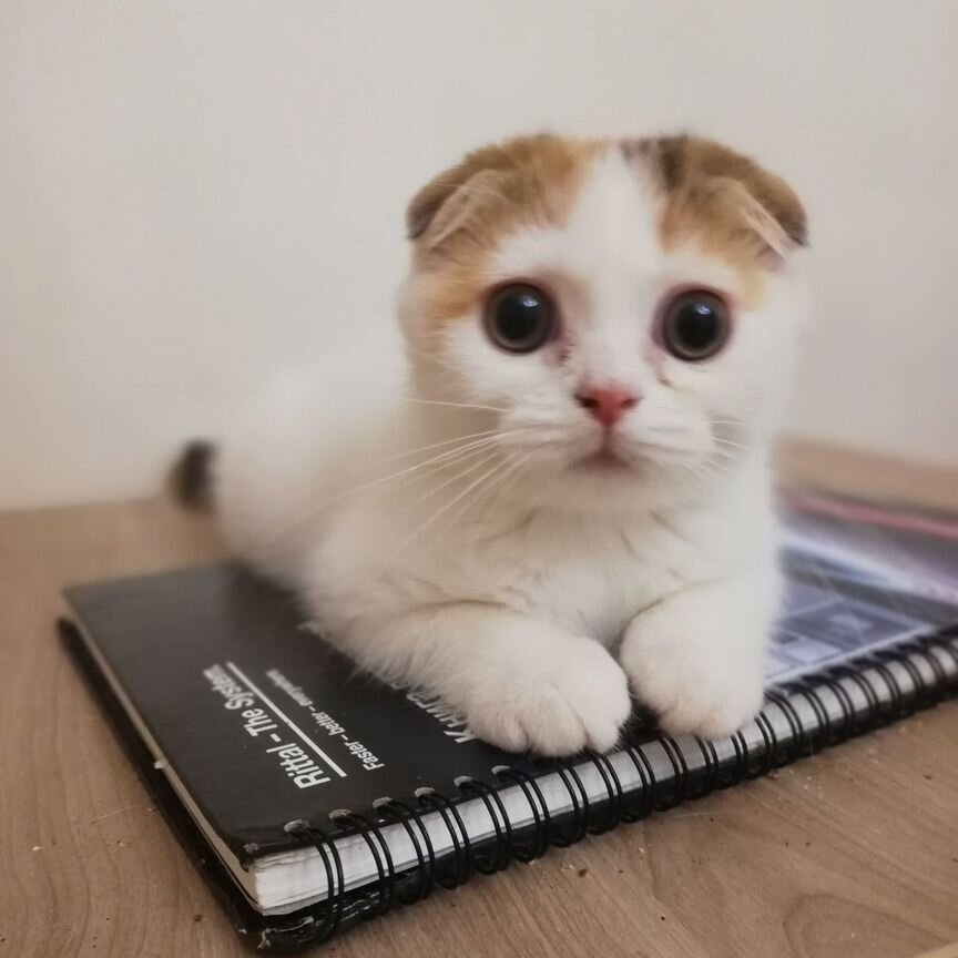 Котенок - анимешка