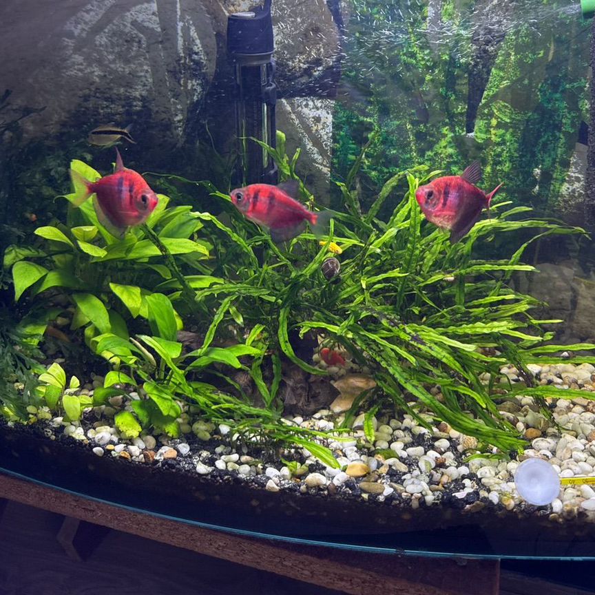 Продам аквариум бу