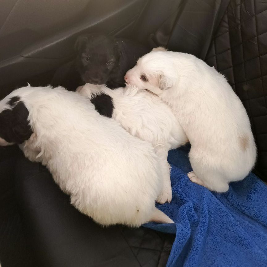 Щенок в добрые руки