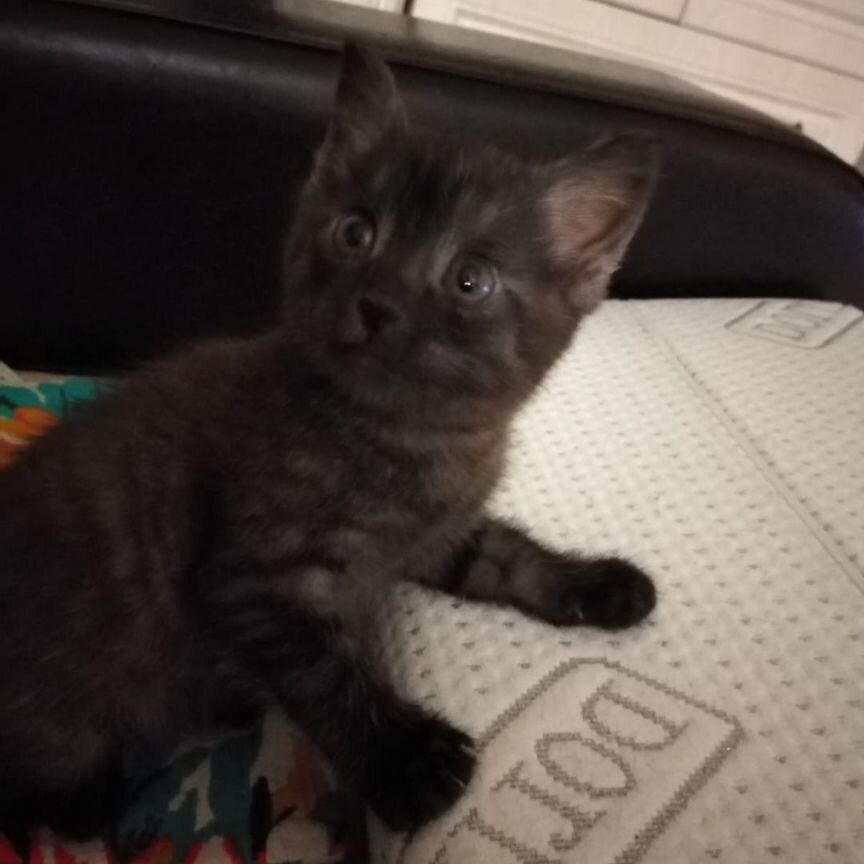 Котенок