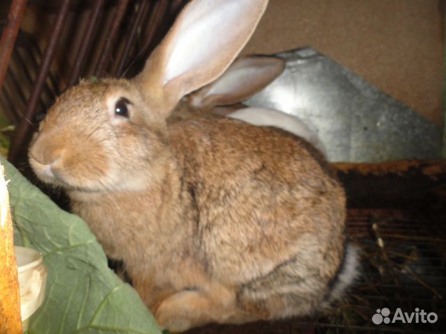 Кролик за шт