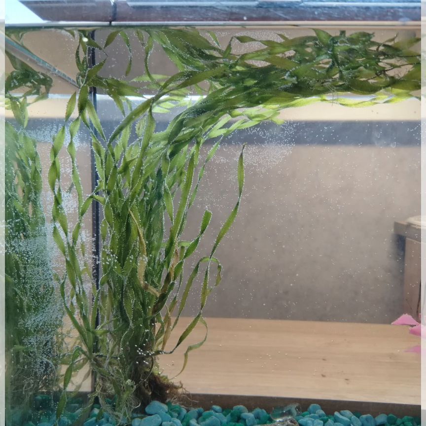 Водоросли для аквариума