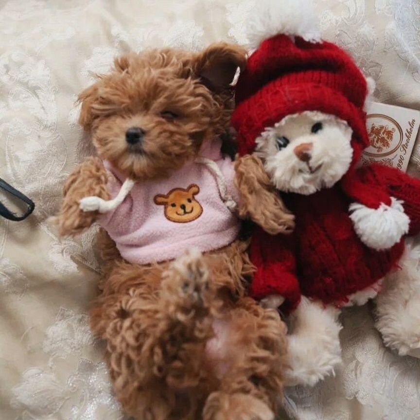 Мальтипу f1 красная Корея/Китай