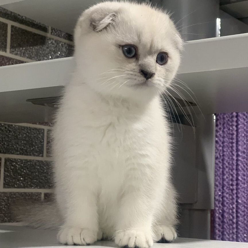 Шотландский вислоухий короткошёрстный котёнок