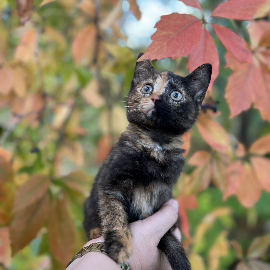Котенок черепахового окраса Севиль