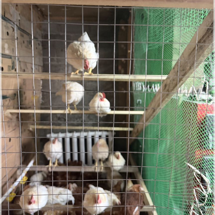 Продаю молодых петушков