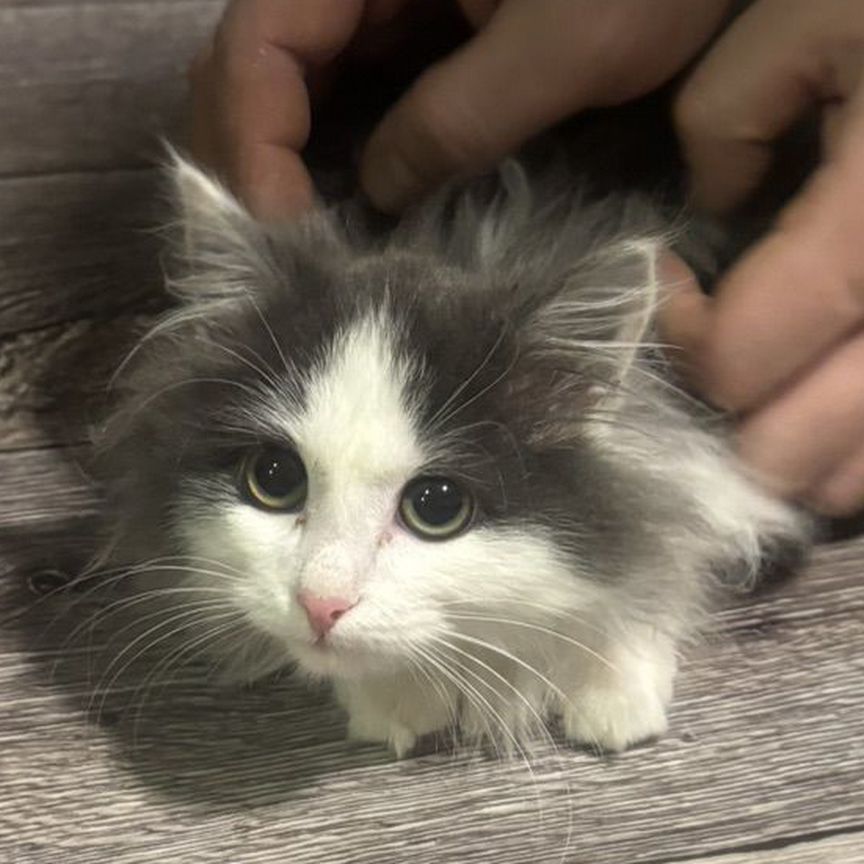 Котёнок в добрые руки