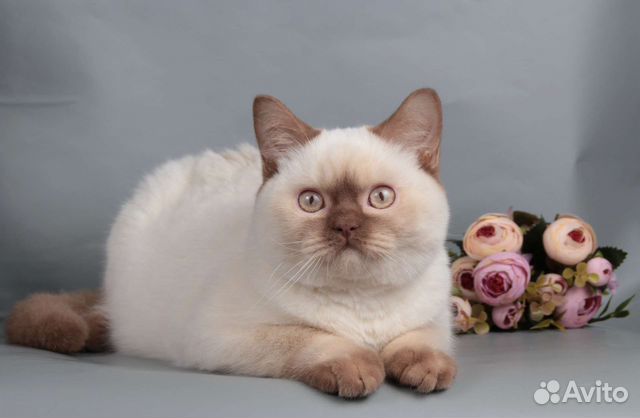 Британский котик