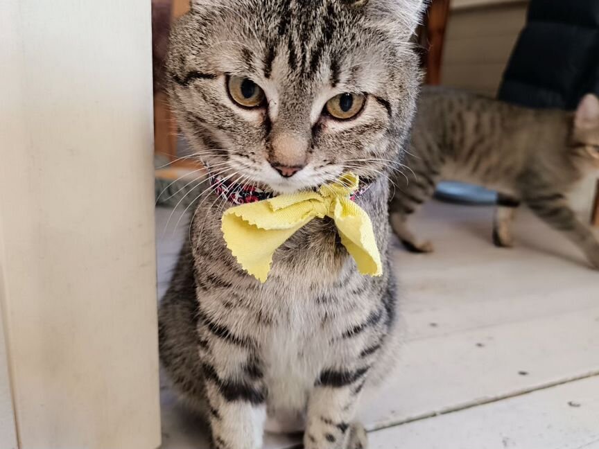 Кошечка Варя в дар