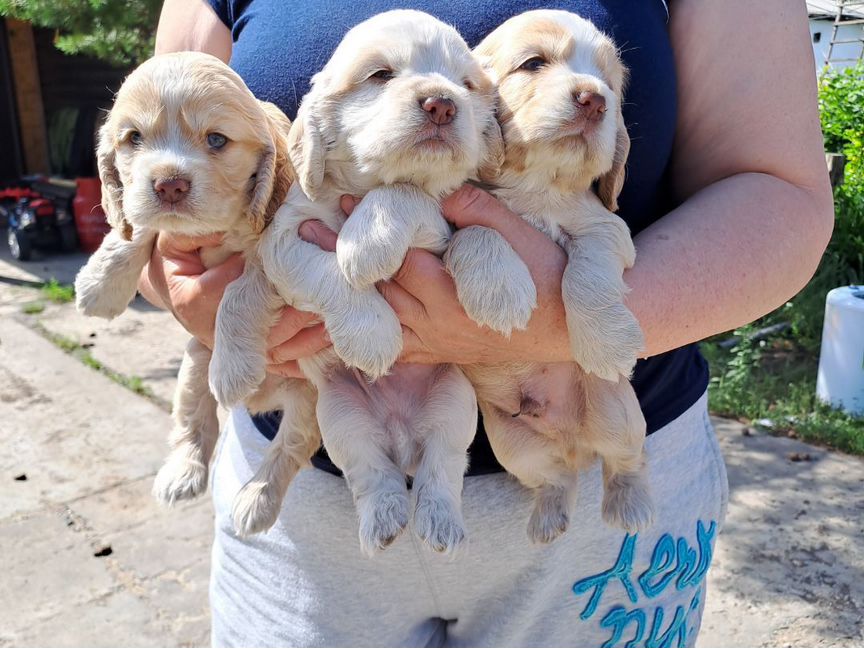 Щенки американского кокер спаниеля