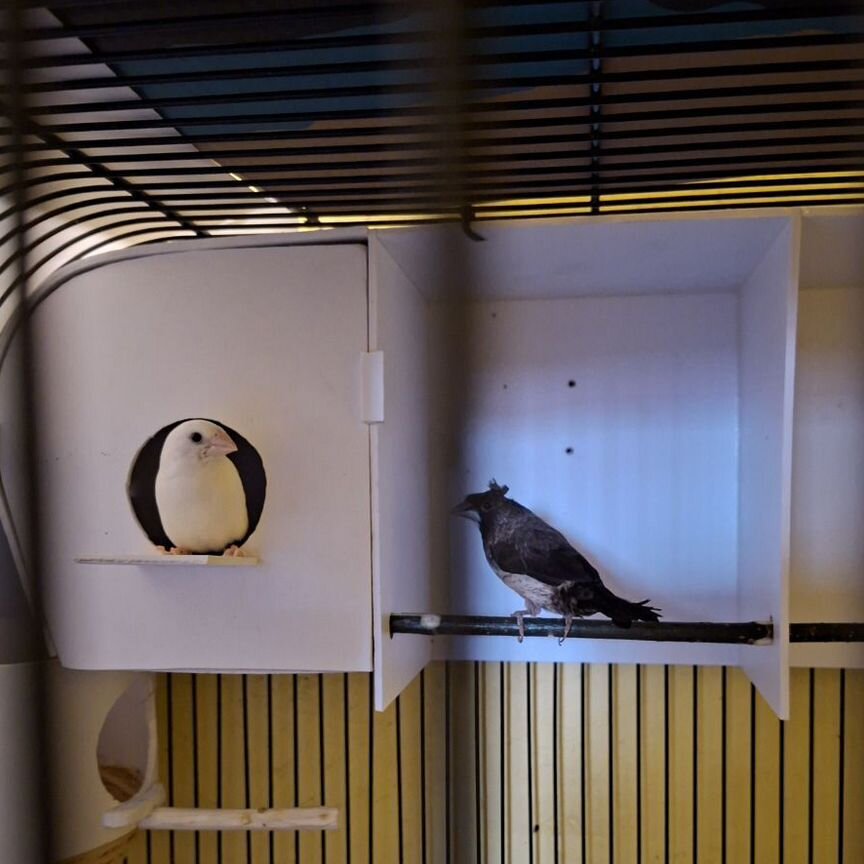 Амадины гульда и японские