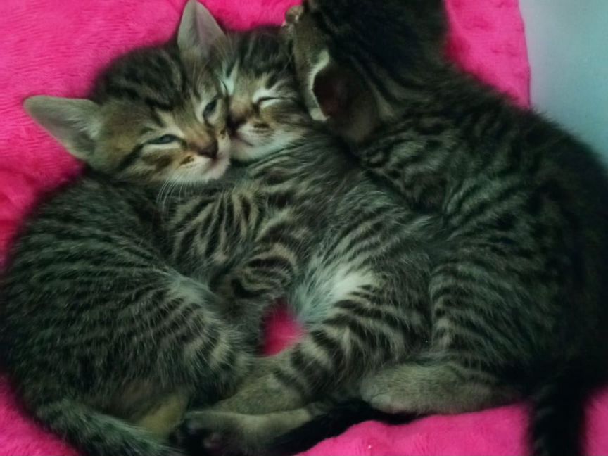 Камышовые полосатики Бесплатно в добрые руки