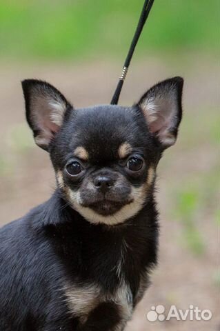 Чиходевочка