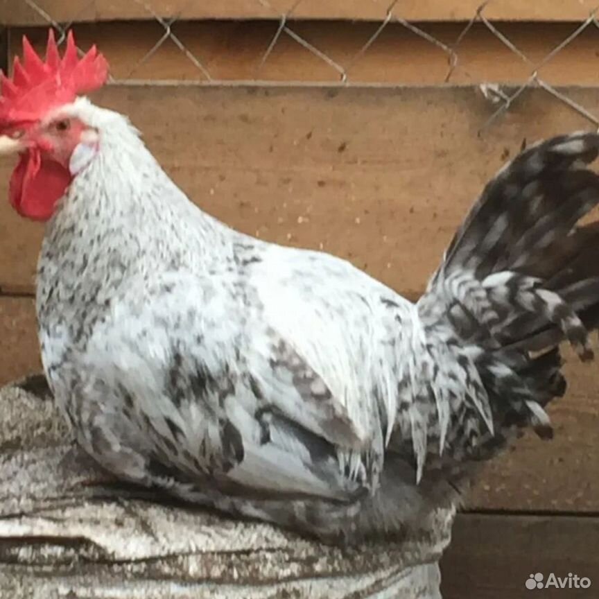 Молодые петухи