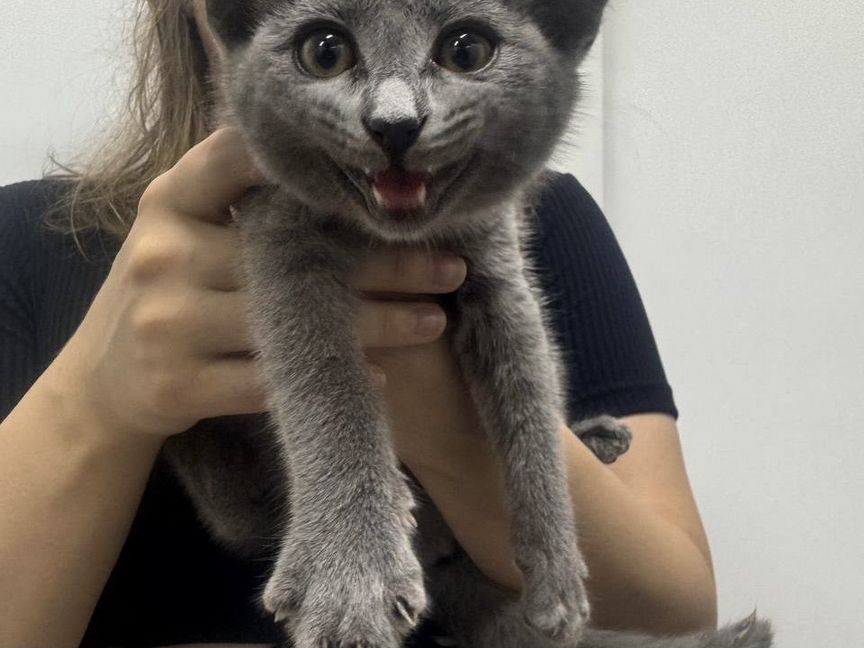 Казахский кот дымок