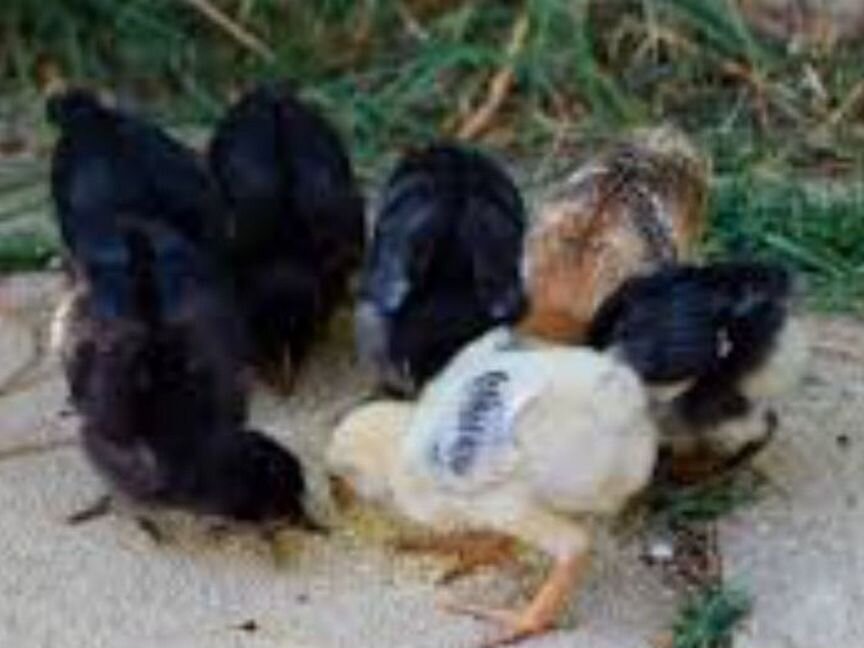 Цыплёнок петушок 1 месяц бесплатно