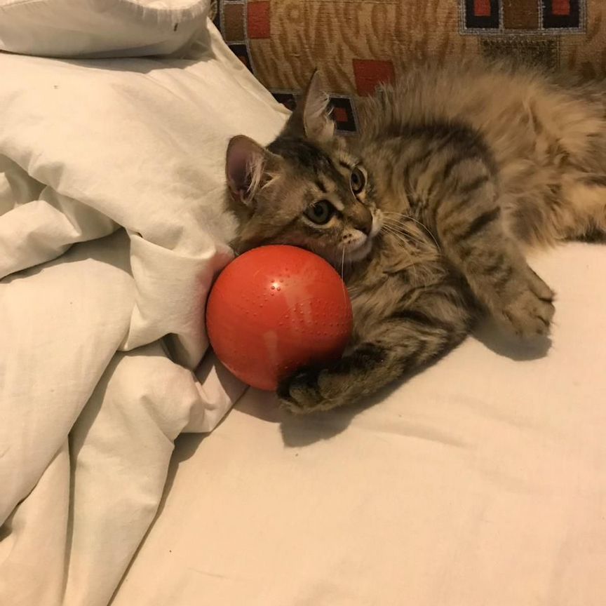Котик