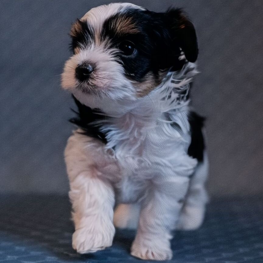 Бивер-йоркширский терьер, щенок