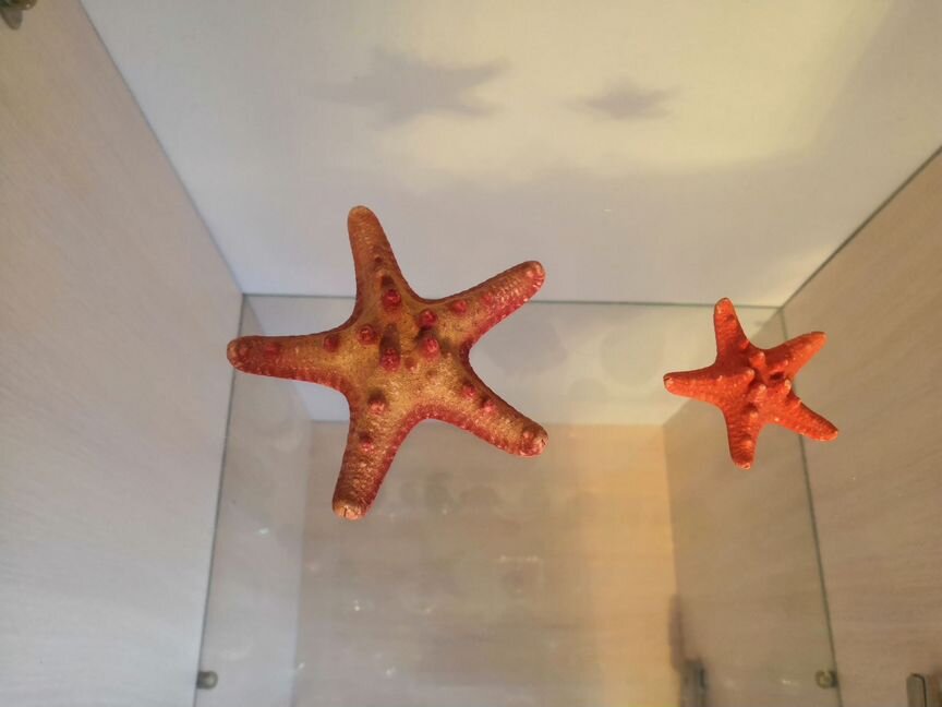 Морская звезда
