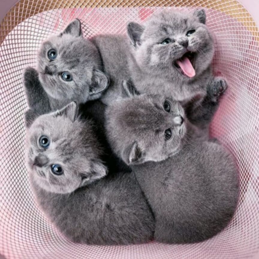 Плюшки Голубой окрас