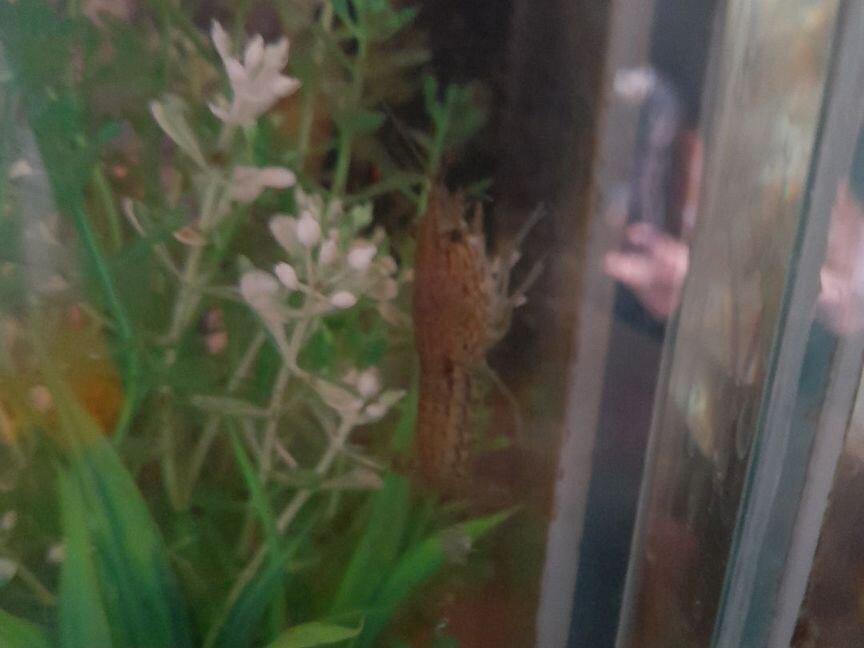 Аквариумные раки