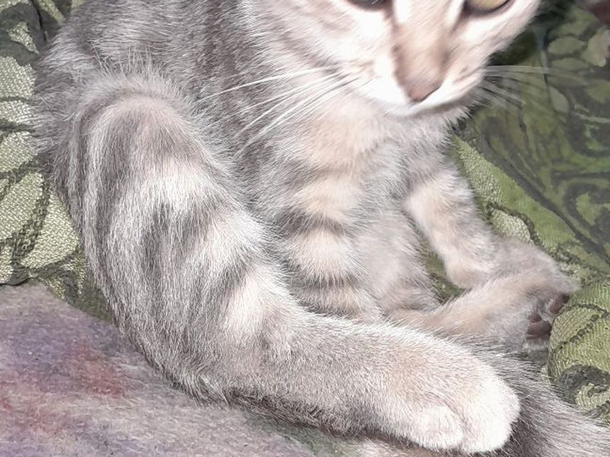 Котята в добрые руки бесплатно