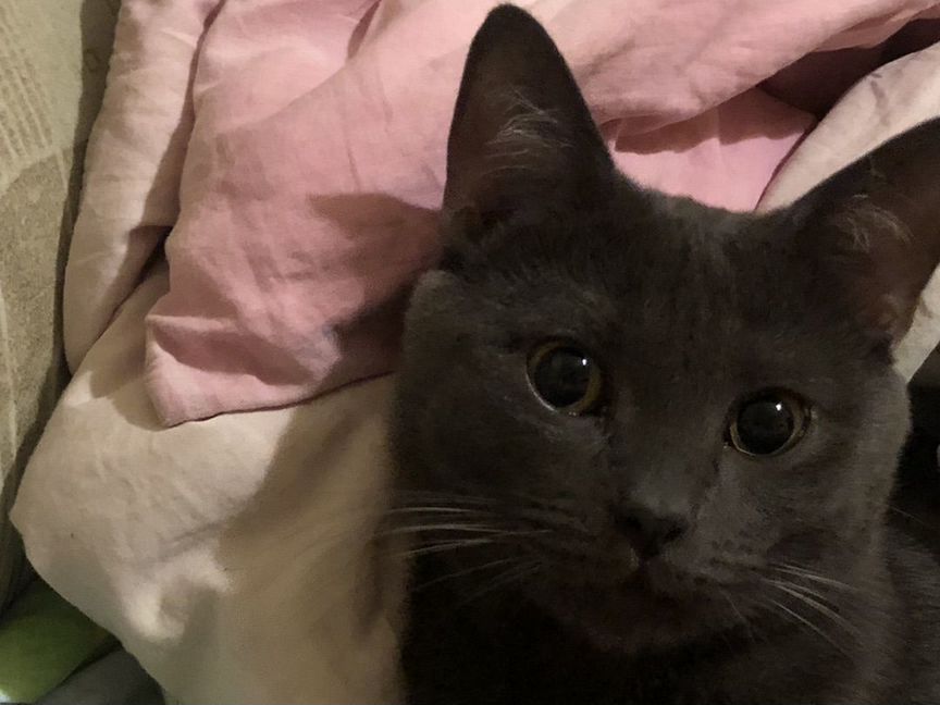 Любимый кот в добрые руки