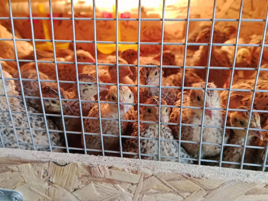 Продается ясно инкубационное перепёлок