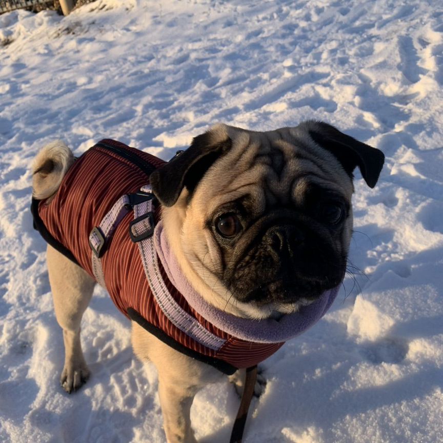 Одежда для собак средних размеров