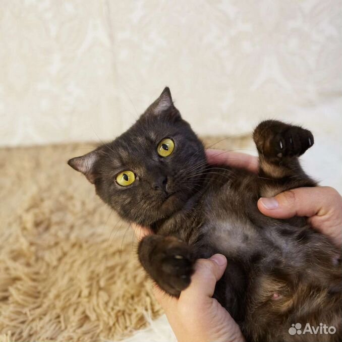 В добрые руки красавица кошка Азия