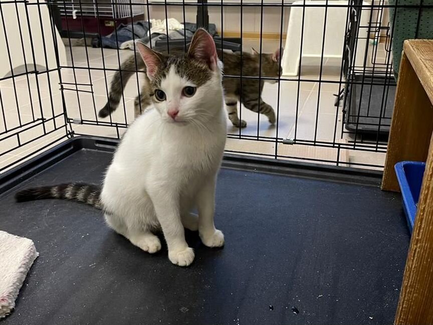 Koтенок в добрыe pуки