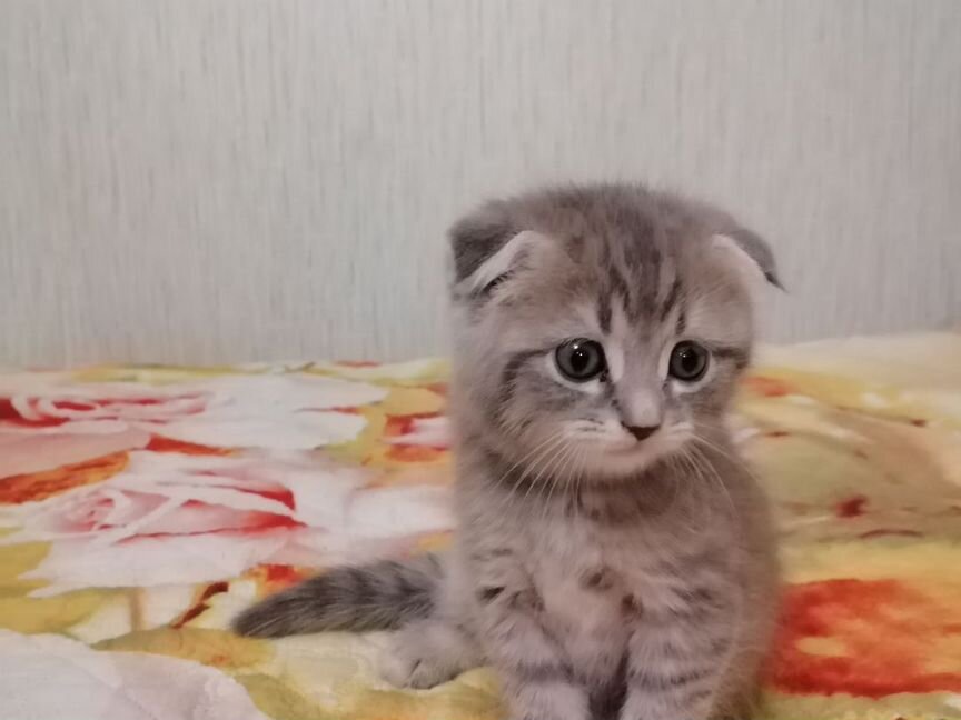 Котенок Британской вислоухой кошки (девочка)