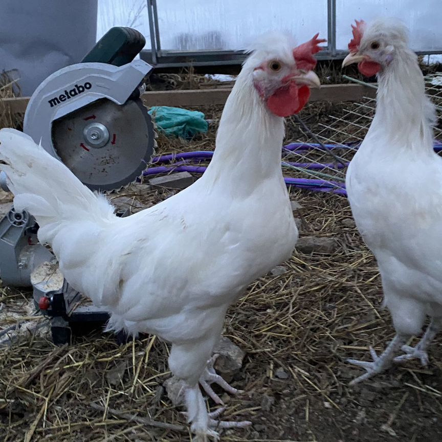 Молодые петухи