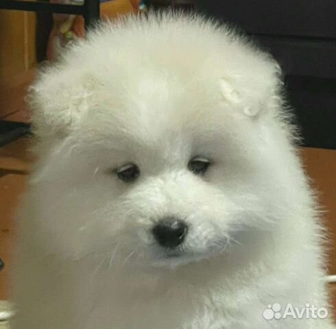 Самоеды, малыши, из п-ка