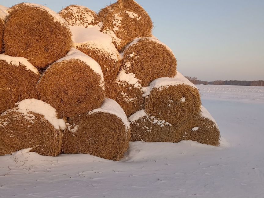 Пшеничная солома. Доставка