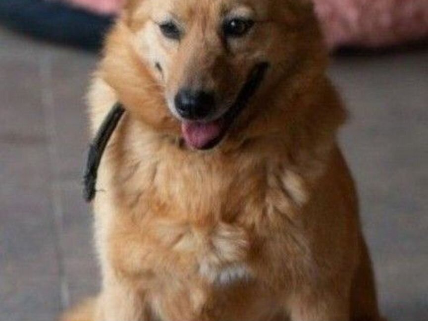 Минилисичка Гаечка создана для любви