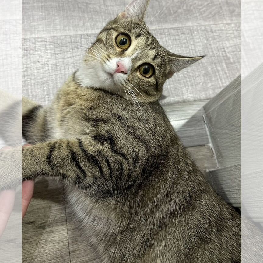 Котёнок в добрые руки