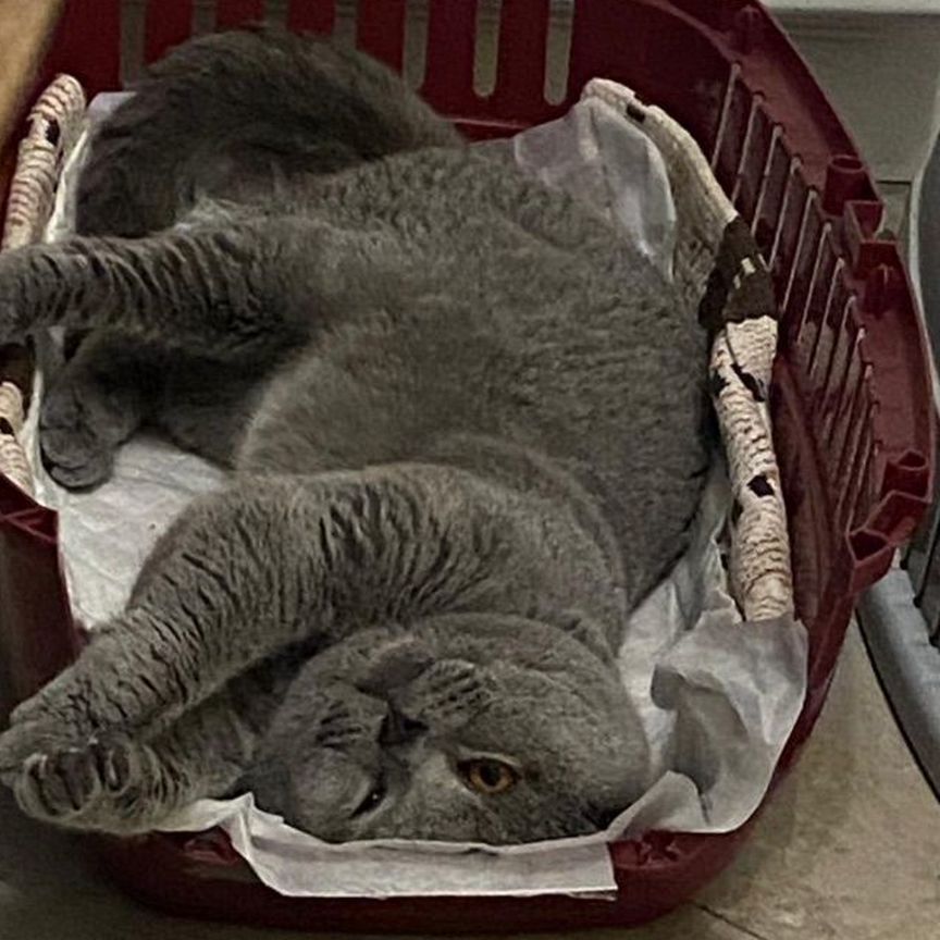 Молодой британский кот