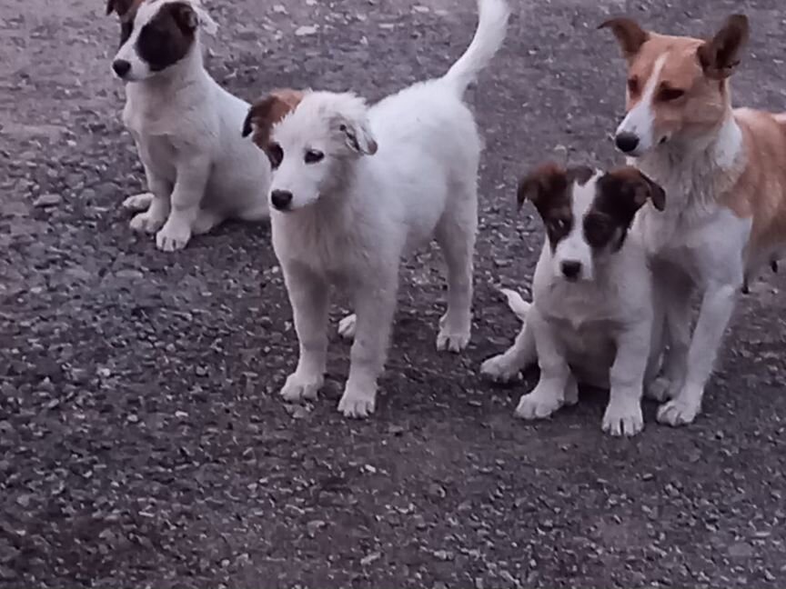 Собака и кошечки в добрые руки