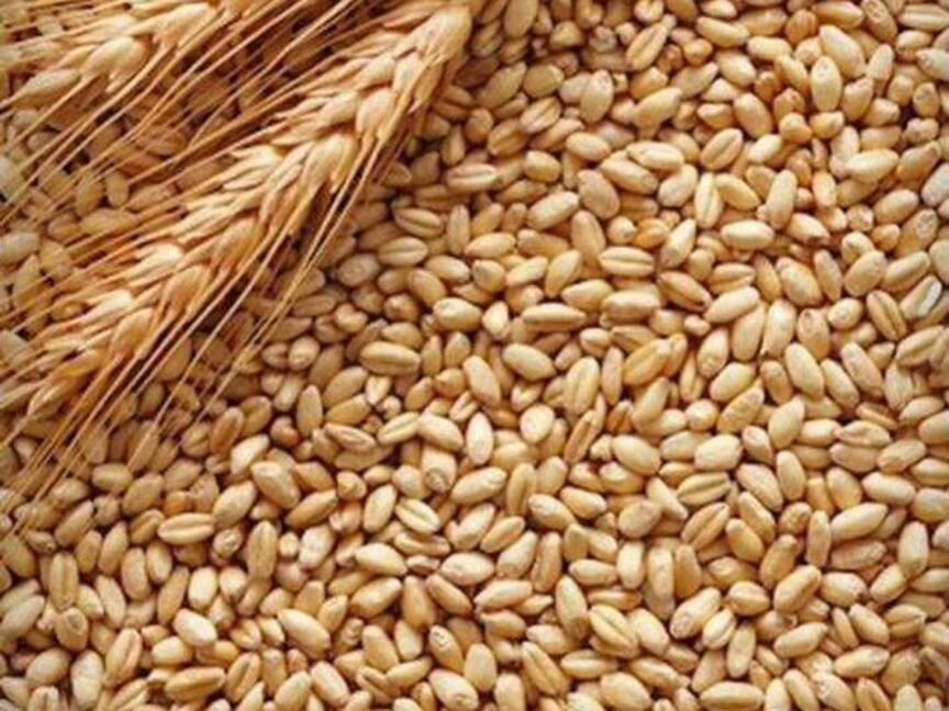 Продам пшеницу, ячмень