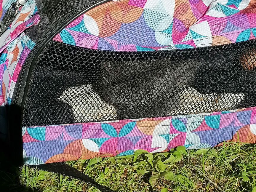 Котенок девочка как Шартрез