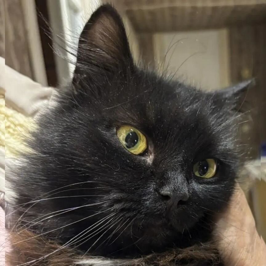 Взрослая кошка от частного владельца