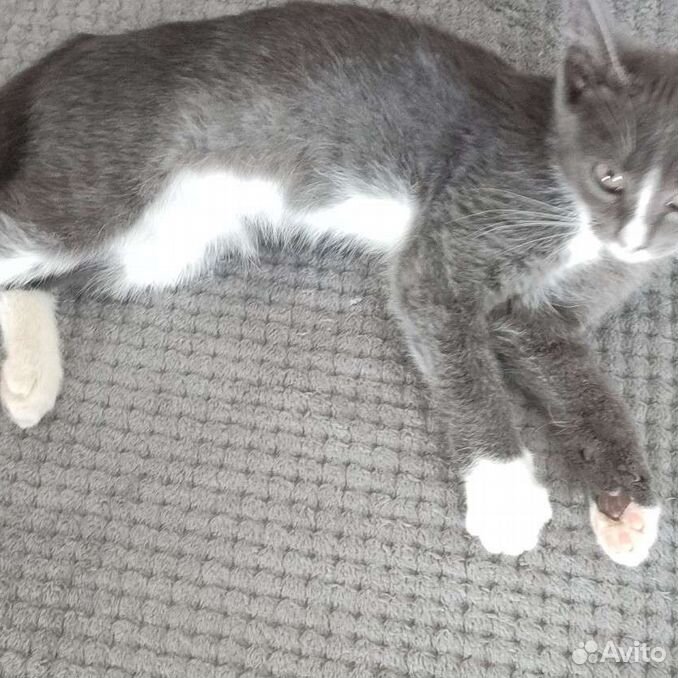 Отдам кошечку в хорошие ручки. Подкинули