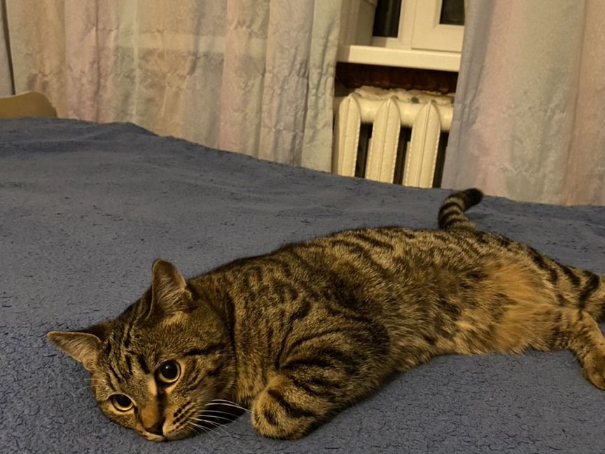 Отдам котенка в добрые руки