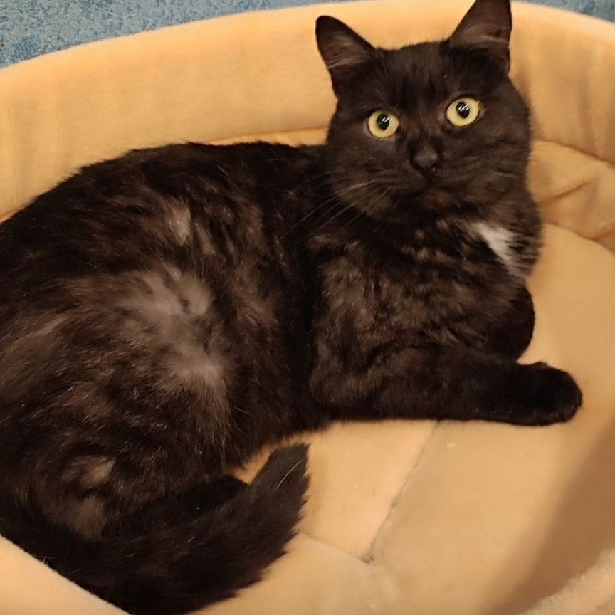 Взрослый кот в добрые руки