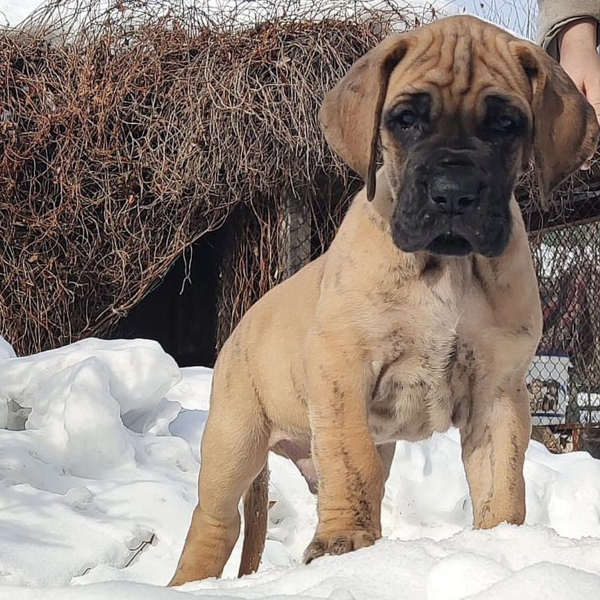 Немецкий дог щенки